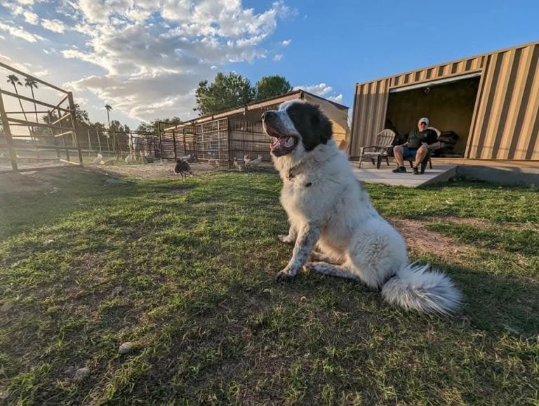 The Karakachan Livestock Guardian Dog: A Heroic Protector and Grooming ...