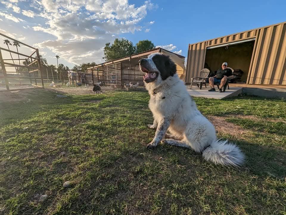The Karakachan Livestock Guardian Dog: A Heroic Protector and Grooming ...
