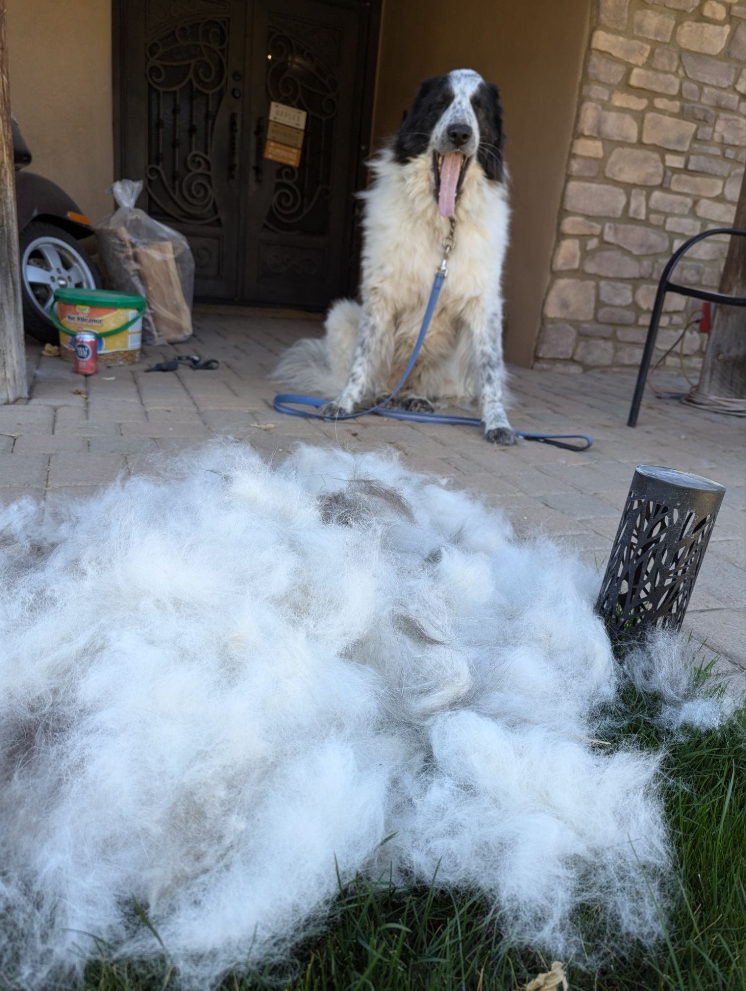 The Karakachan Livestock Guardian Dog: A Heroic Protector and Grooming ...