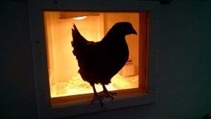 How to Start a Small Hobby Farm on a Budget (Step-by-Step Guide ...
