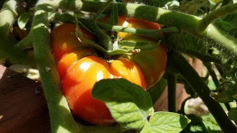 How to Start a Small Hobby Farm on a Budget (Step-by-Step Guide ...