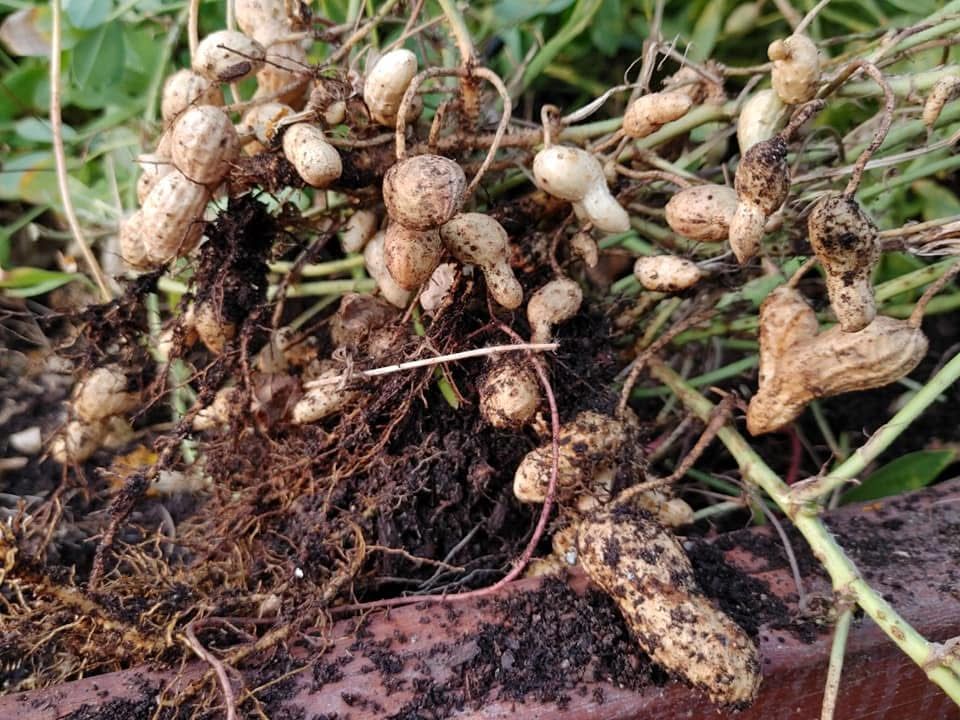 How to Grow Peanuts: A Step-by-Step Guide for a Bountiful Harvest ...
