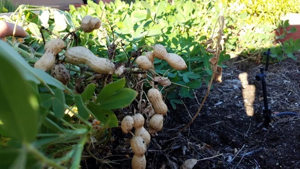 How to Grow Peanuts: A Step-by-Step Guide for a Bountiful Harvest ...