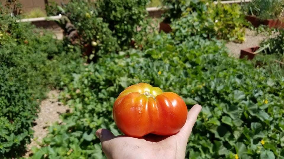 How to Start a Small Hobby Farm on a Budget (Step-by-Step Guide ...