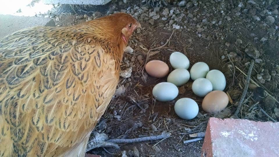 How to Start a Small Hobby Farm on a Budget (Step-by-Step Guide ...