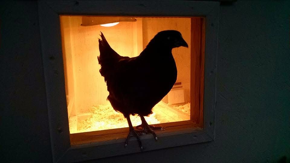 How to Start a Small Hobby Farm on a Budget (Step-by-Step Guide ...