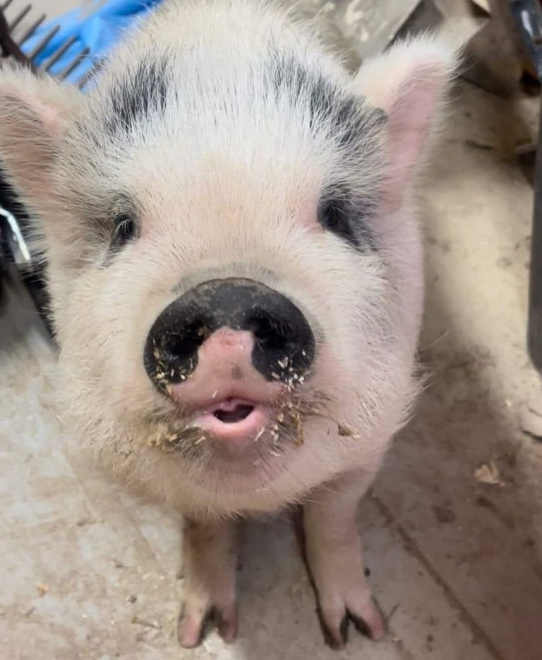 The Truth About Mini Pigs: Cute, Smart, and a Whole Lot of Personality ...