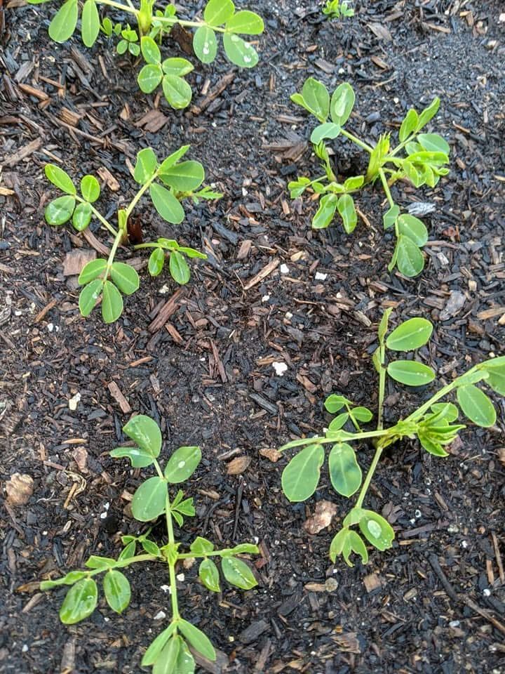 How to Grow Peanuts: A Step-by-Step Guide for a Bountiful Harvest ...