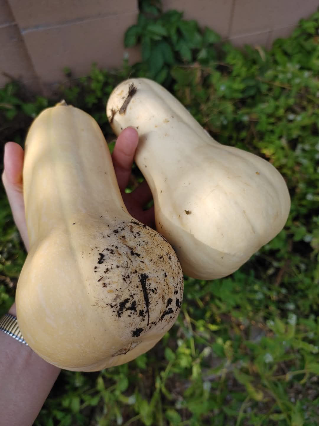 Grow This Gorgeous Gourd: Waltham Butternut Squash – BLeaves Farms, LLC