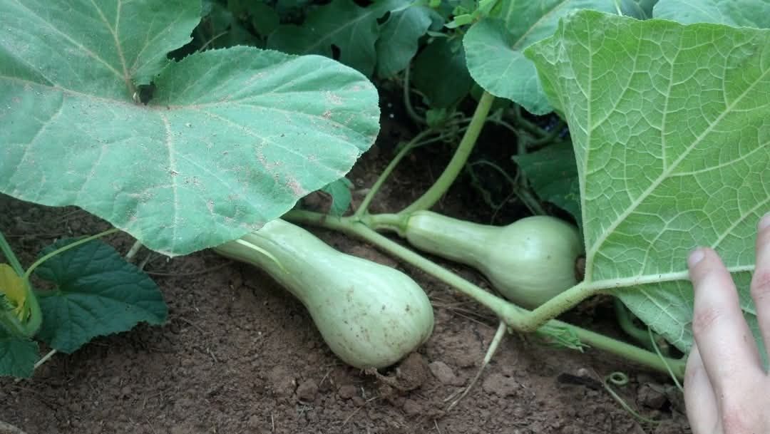 Grow This Gorgeous Gourd: Waltham Butternut Squash – BLeaves Farms, LLC